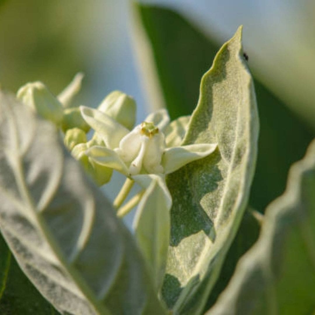 Ease Gummies 3-Pack - Holief